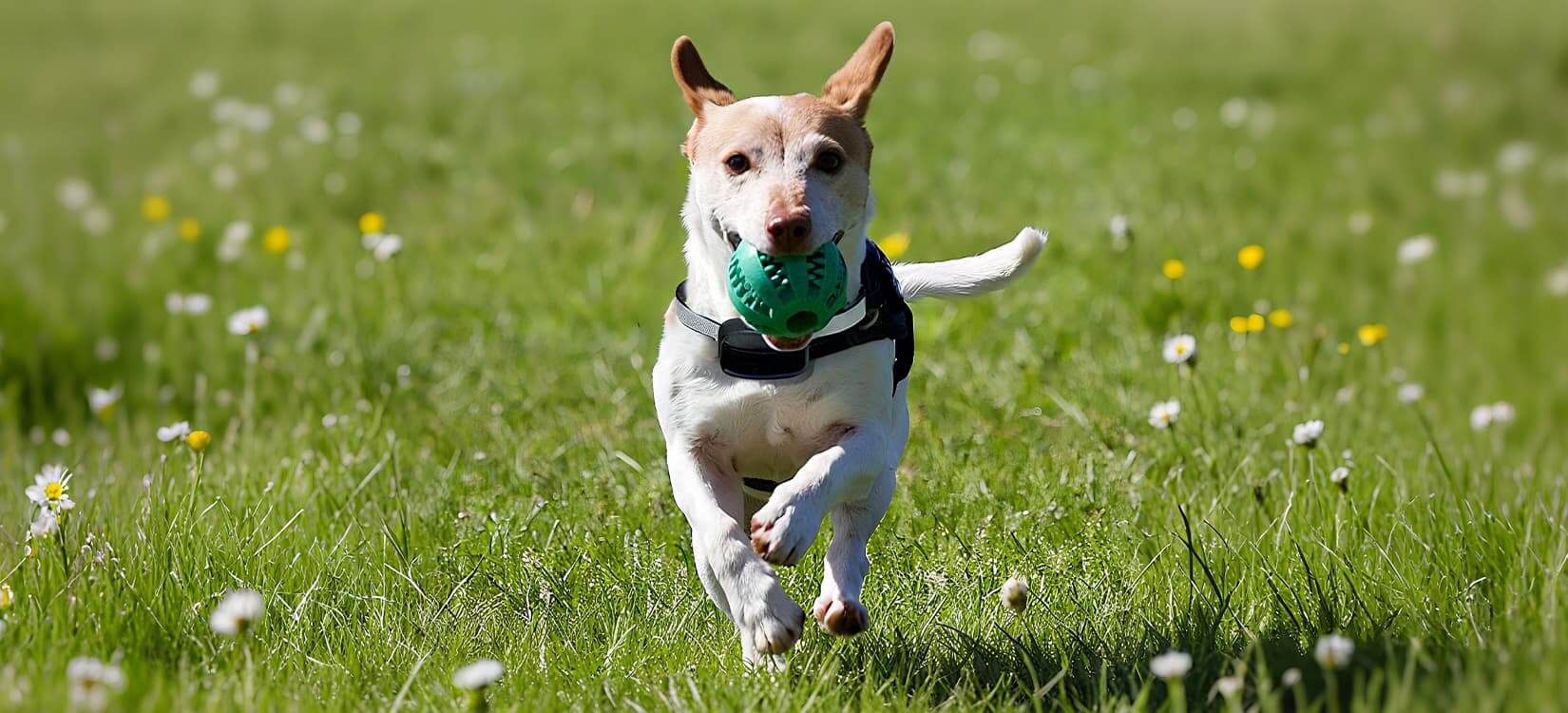Dog Supplies | Outdoor Gear, Training Tools & Accessories – Sovelivee